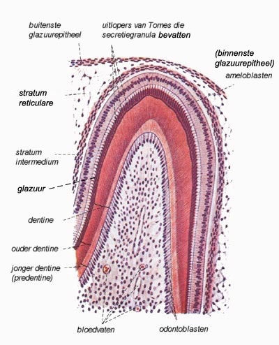Zahnentwicklung Heidenhain-Präparate