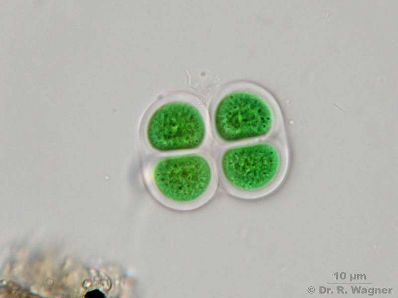 Chroococcus turgidus