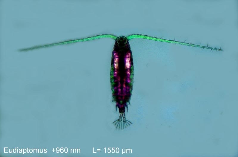 Eudiaptomus