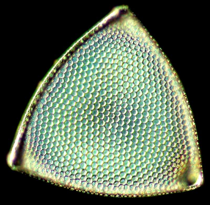 Variationen von der Diatomee