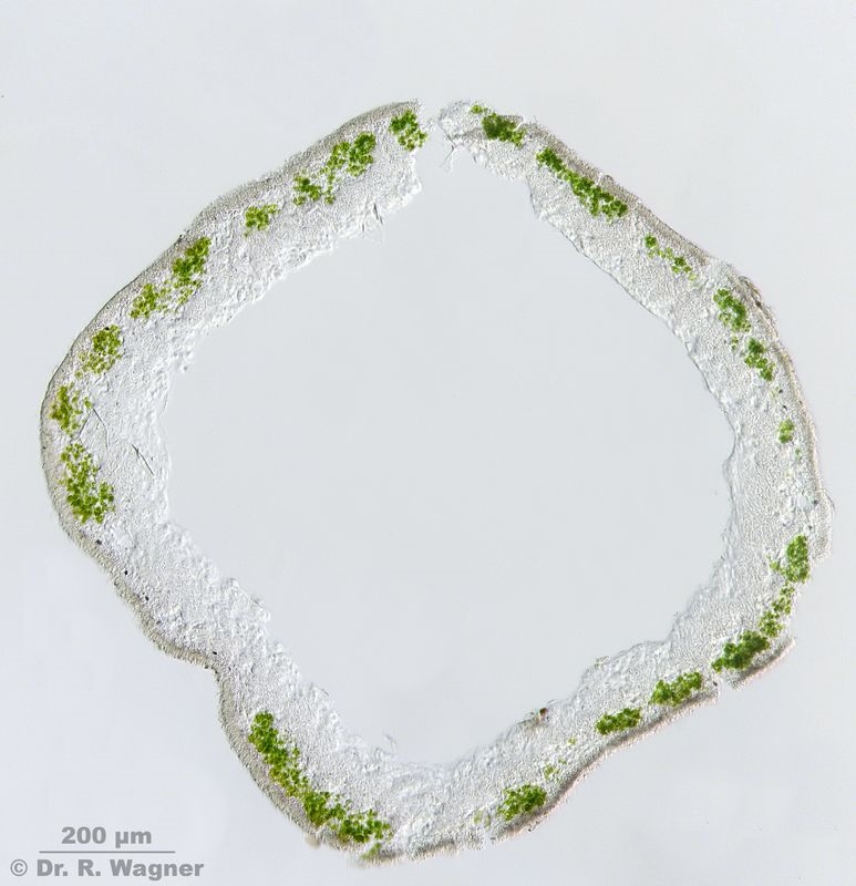 Thamnolia vermicularis