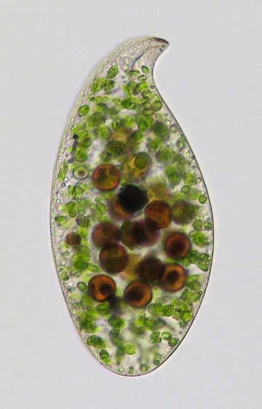 Ciliaten der Gattung Loxodes