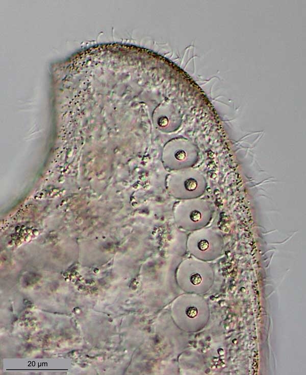 Ciliaten der Gattung Loxodes