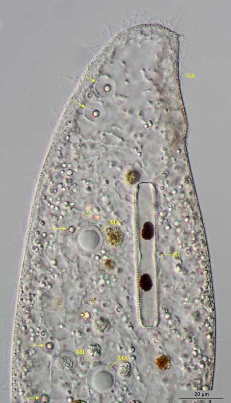 Ciliaten der Gattung Loxodes