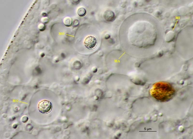 Ciliaten der Gattung Loxodes