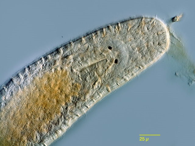 Neues aus der Kahmhaut (2) : Macrostomum rostratum