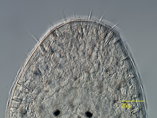 Neues aus der Kahmhaut (2) : Macrostomum rostratum