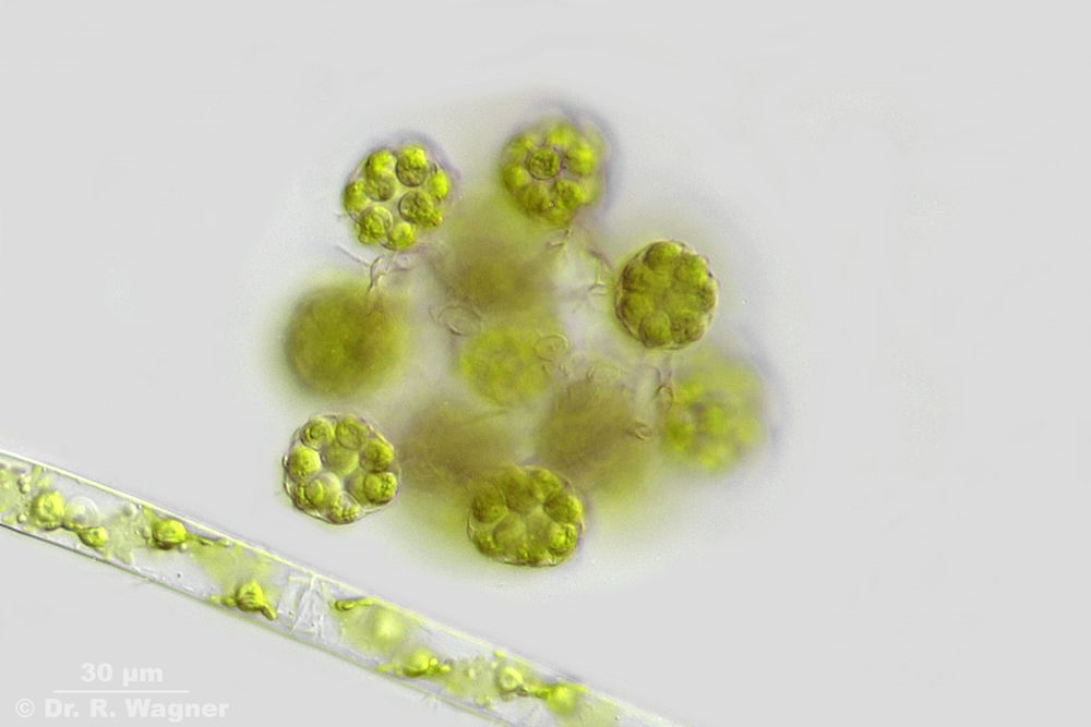 Coelastrum reticulatum