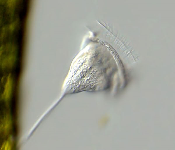 Vorticella - Fehleranalyse