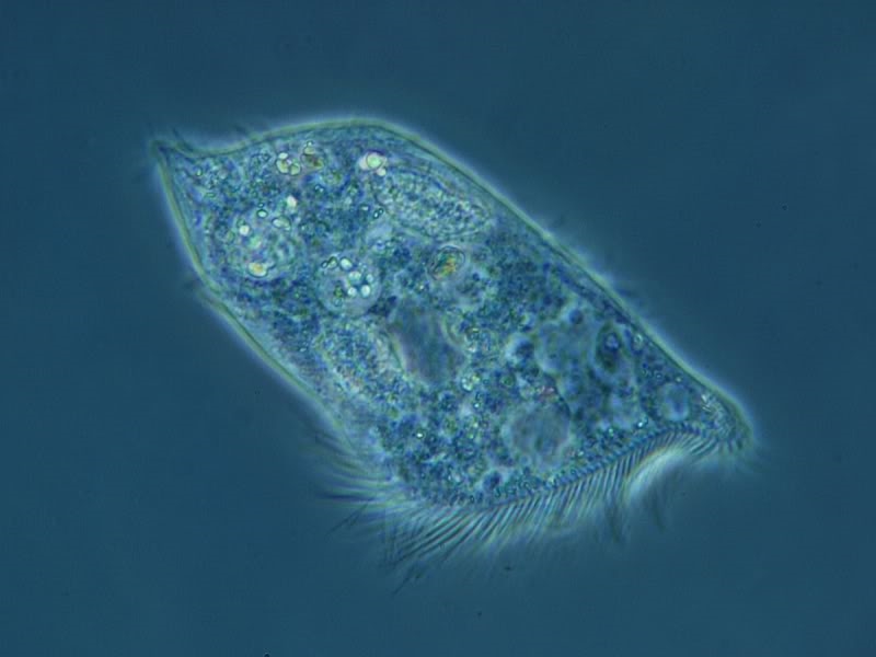 Ciliat mit Nase und Schwänzchen