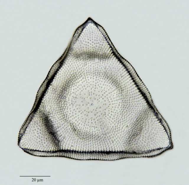 Triceratium undulatum Ehrenberg