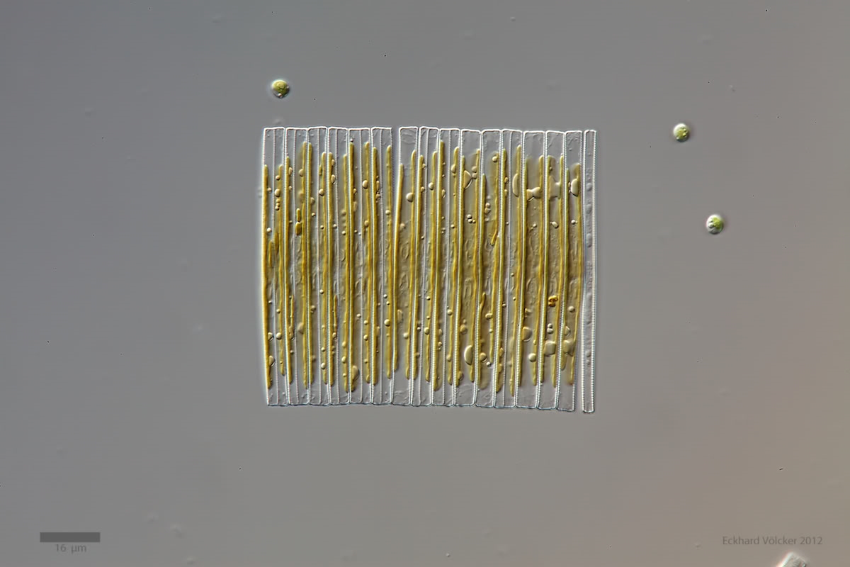 Fragilaria - weitere Bilder