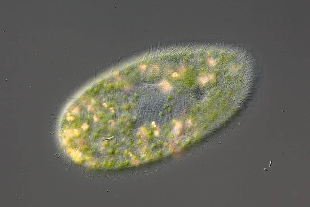 Grünes Pantoffeltierchen (Paramecium bursaria)
