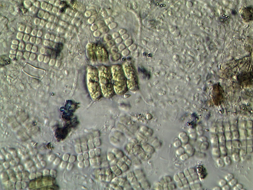 Eine Coconeis im Wasser