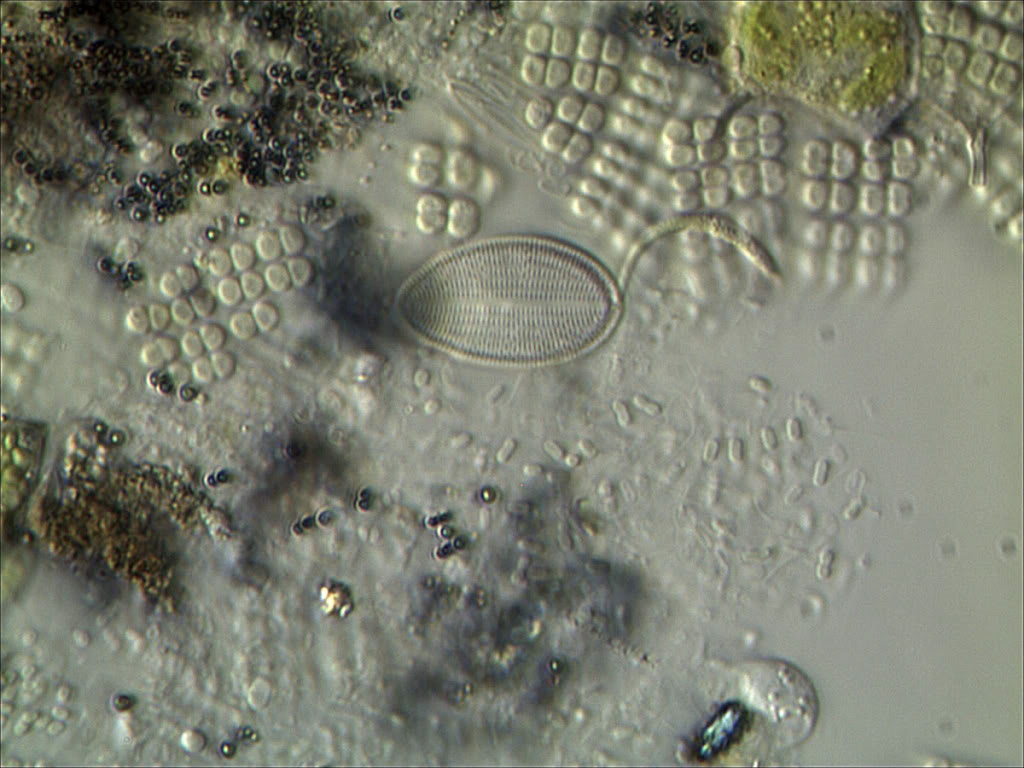 Eine Coconeis im Wasser