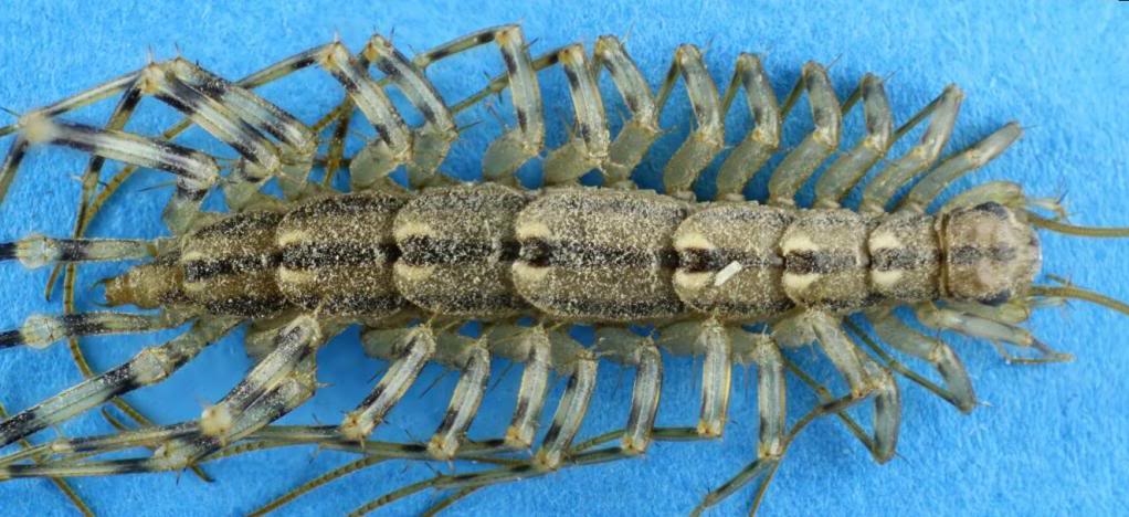 Spinnenläufer (Makroaufnahmen)