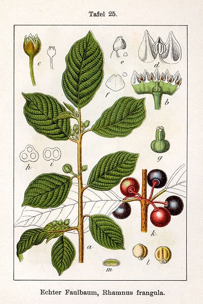 Botanik: Faulbaum, Pulverholz (Frangula alnus)