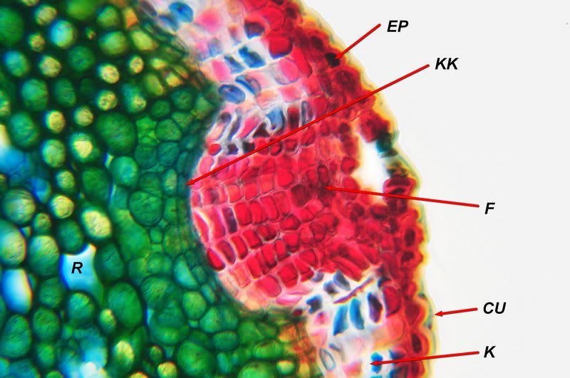 Botanik: Faulbaum, Pulverholz (Frangula alnus)