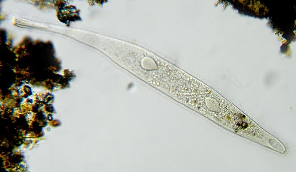 Langer Ciliat --> Trachelophyllum apiculatum
