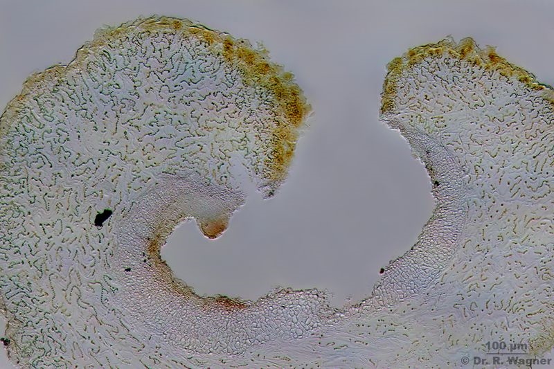 Die Leimflechte Collema auriforme