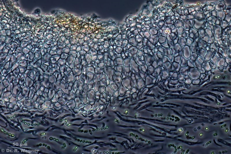 Die Leimflechte Collema auriforme