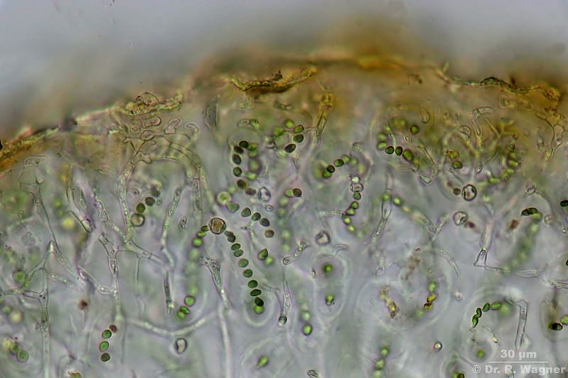 Die Leimflechte Collema auriforme