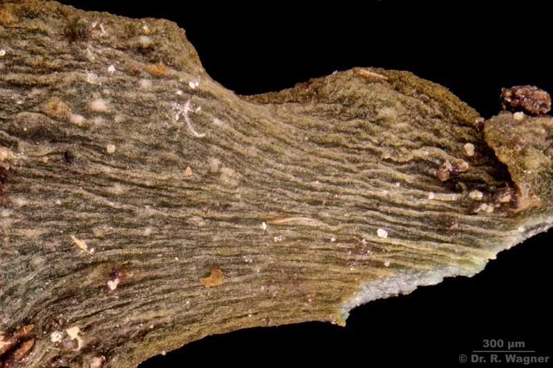 Die Leimflechte Collema auriforme