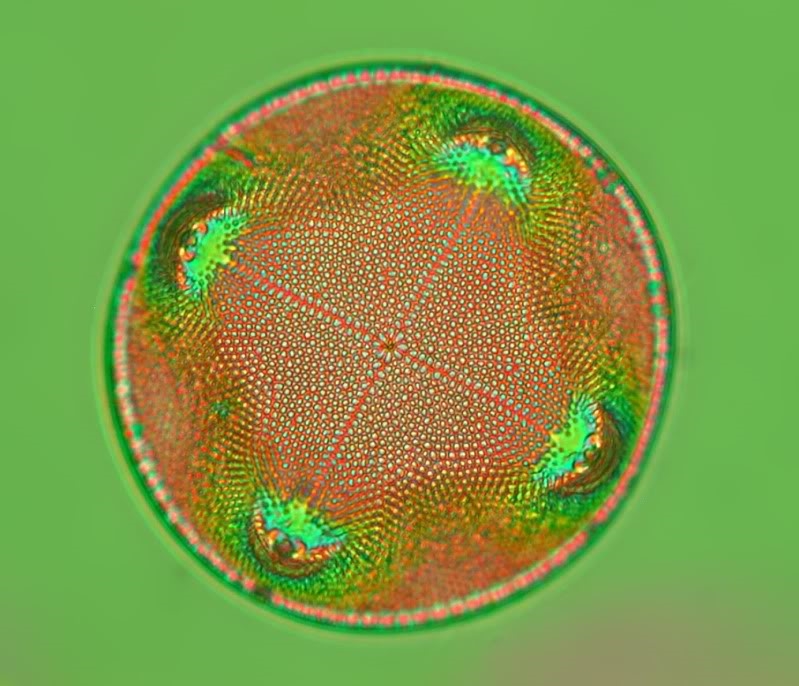 Jamin-Lebedeff Impressionen