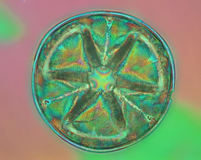 Jamin-Lebedeff Impressionen