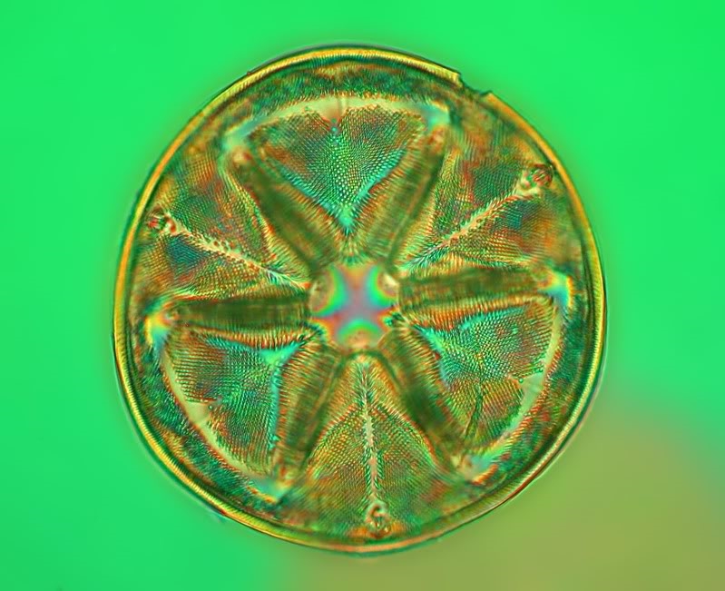 Jamin-Lebedeff Impressionen