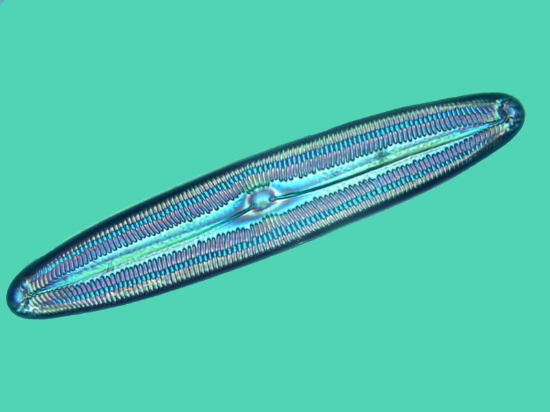 Jamin-Lebedeff Impressionen