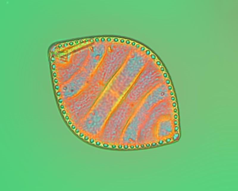 Jamin-Lebedeff Impressionen