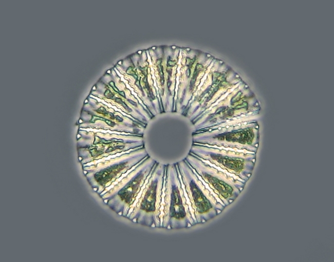 Kieselalge Meridion circulare