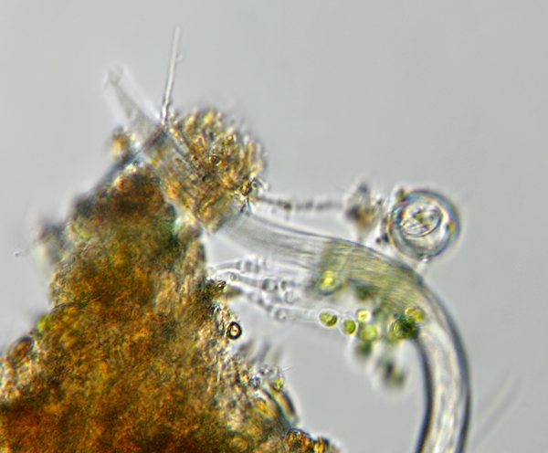 Gelbgrünalge Mischococcus confervicola?