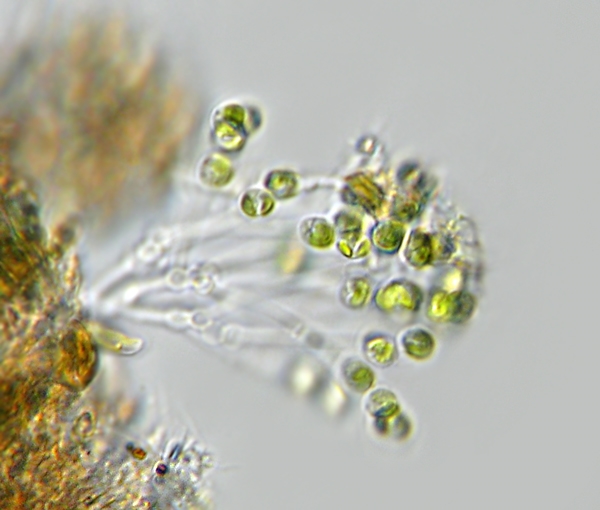 Gelbgrünalge Mischococcus confervicola?