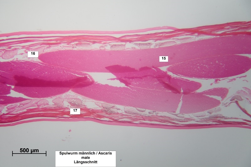 Zoologie: Spulwurm Ascaris