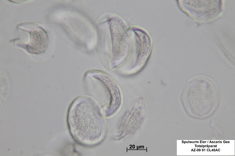 Zoologie: Spulwurm Ascaris