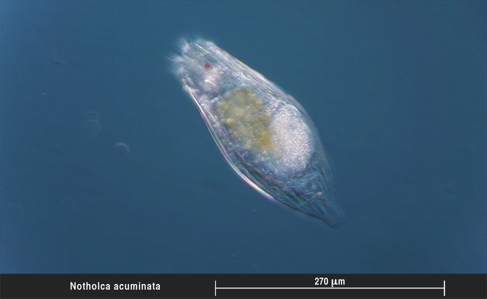 Das Rädertier Notholca sp. in einem Film