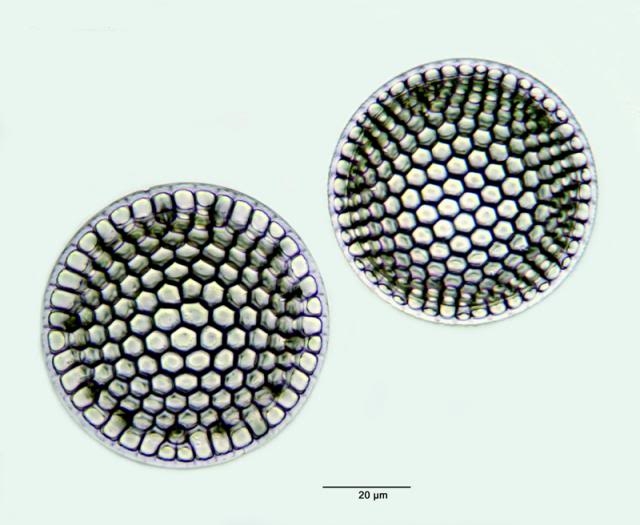 Diatomeen aus Oamaru