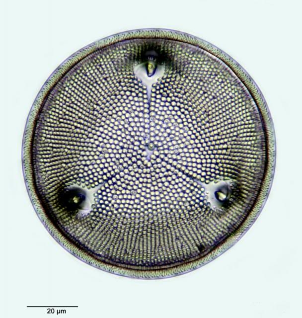 Diatomeen aus Oamaru