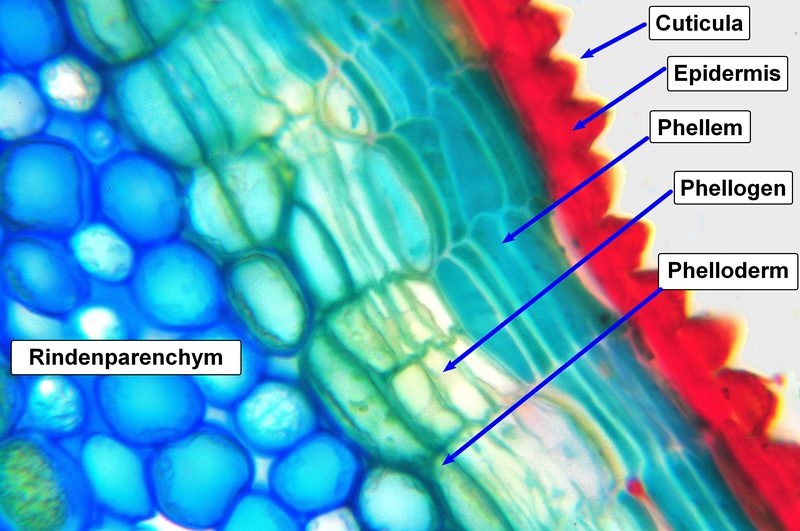 Botanik: Mandelbaum ( Prunus dulcis) syn.: Amygdalus communis