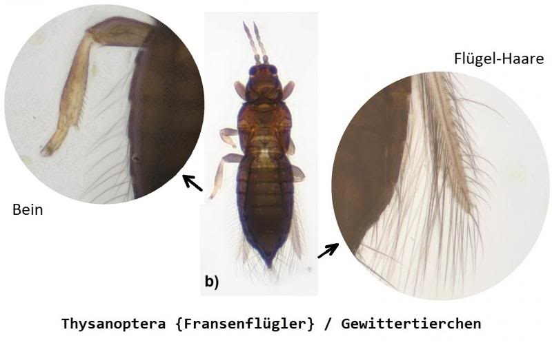 Zoologie: Thysanoptera {Fransenflügler} / Gewittertierchen
