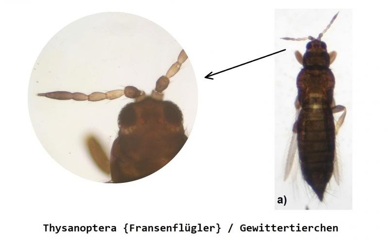 Zoologie: Thysanoptera {Fransenflügler} / Gewittertierchen