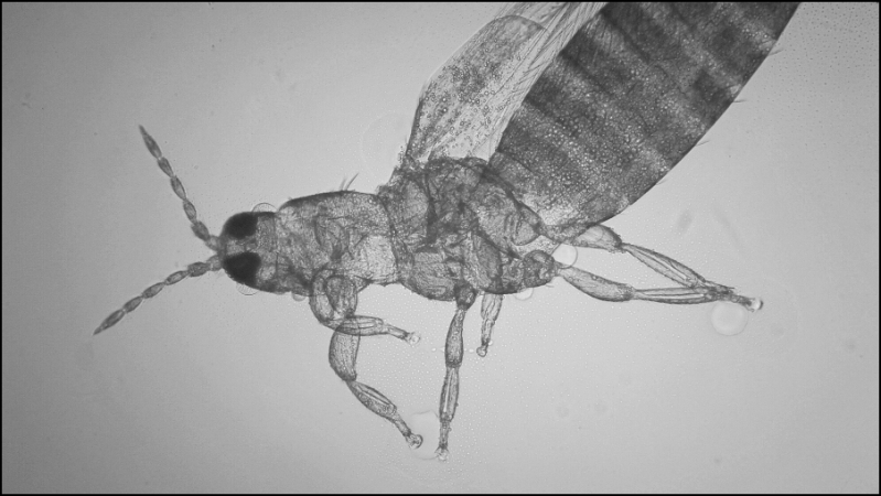 Zoologie: Thysanoptera {Fransenflügler} / Gewittertierchen