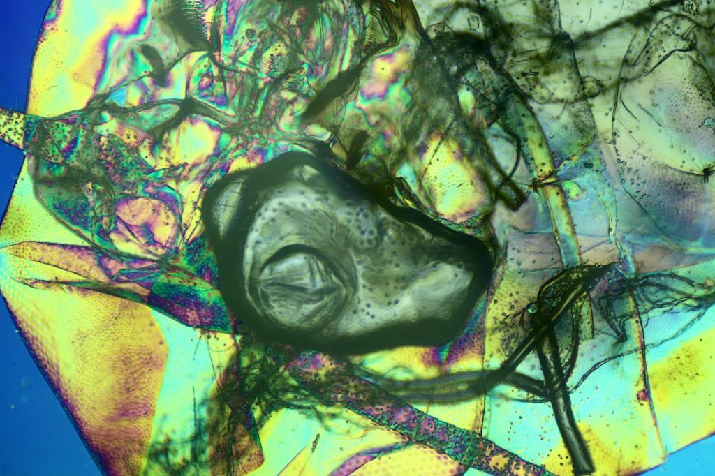 Der Lebedeff beim Tümpeln