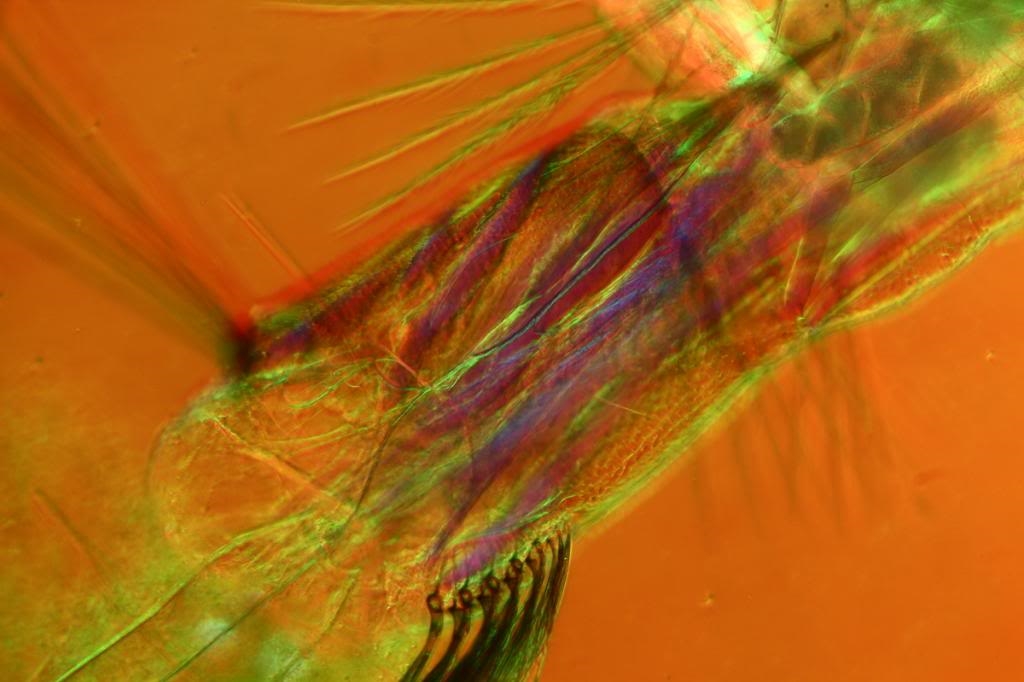 Der Lebedeff beim Tümpeln