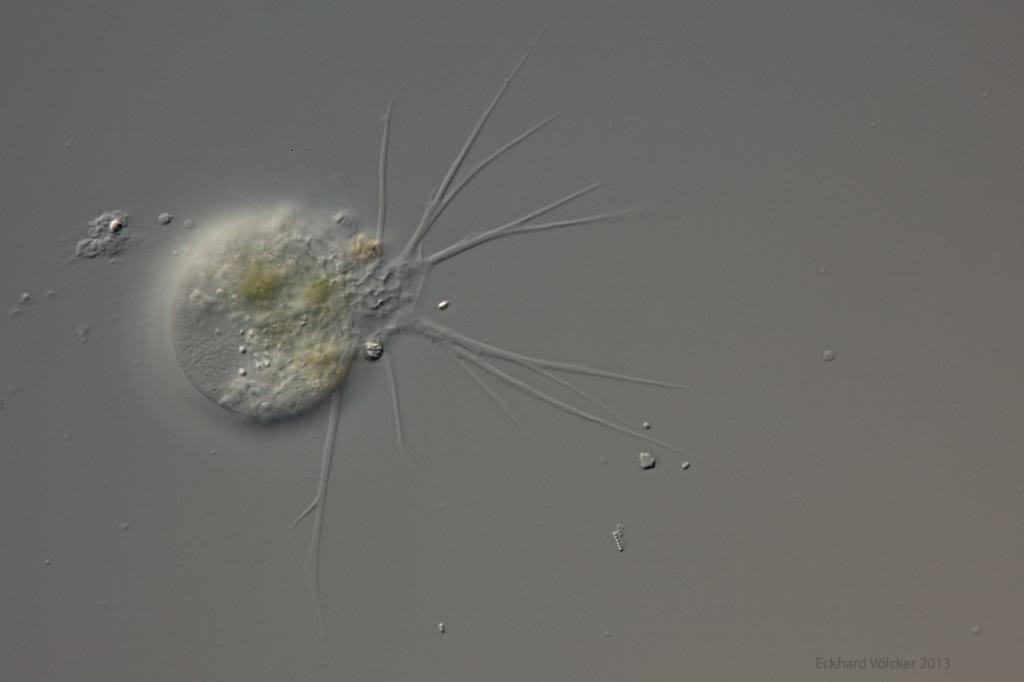 Arcella und Lecythium