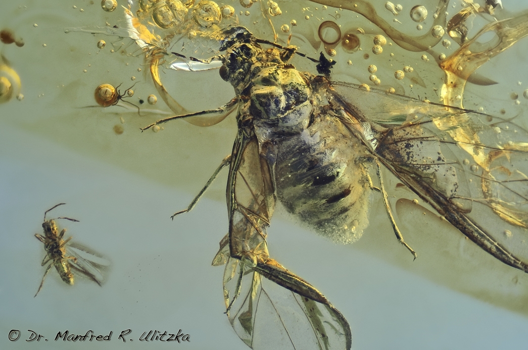 Männlicher Thrips und Laus - David und Goliath! PUBLIZIERT