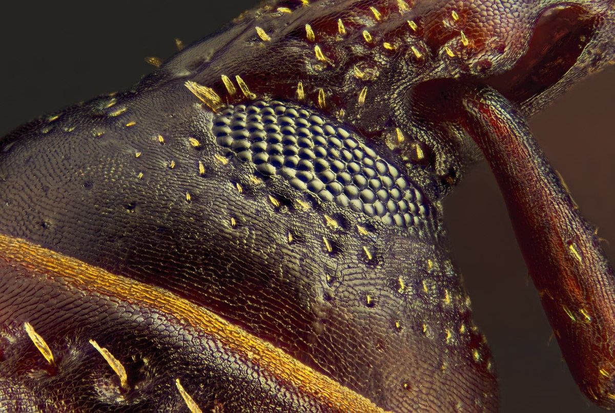 Sitophilus granarius