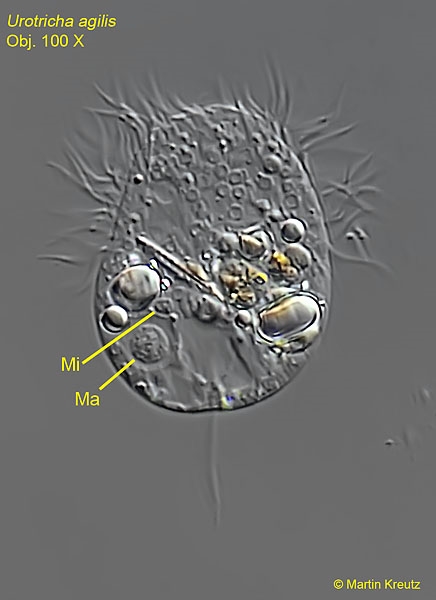 Urotricha agilis - Meister der Beschleunigung
